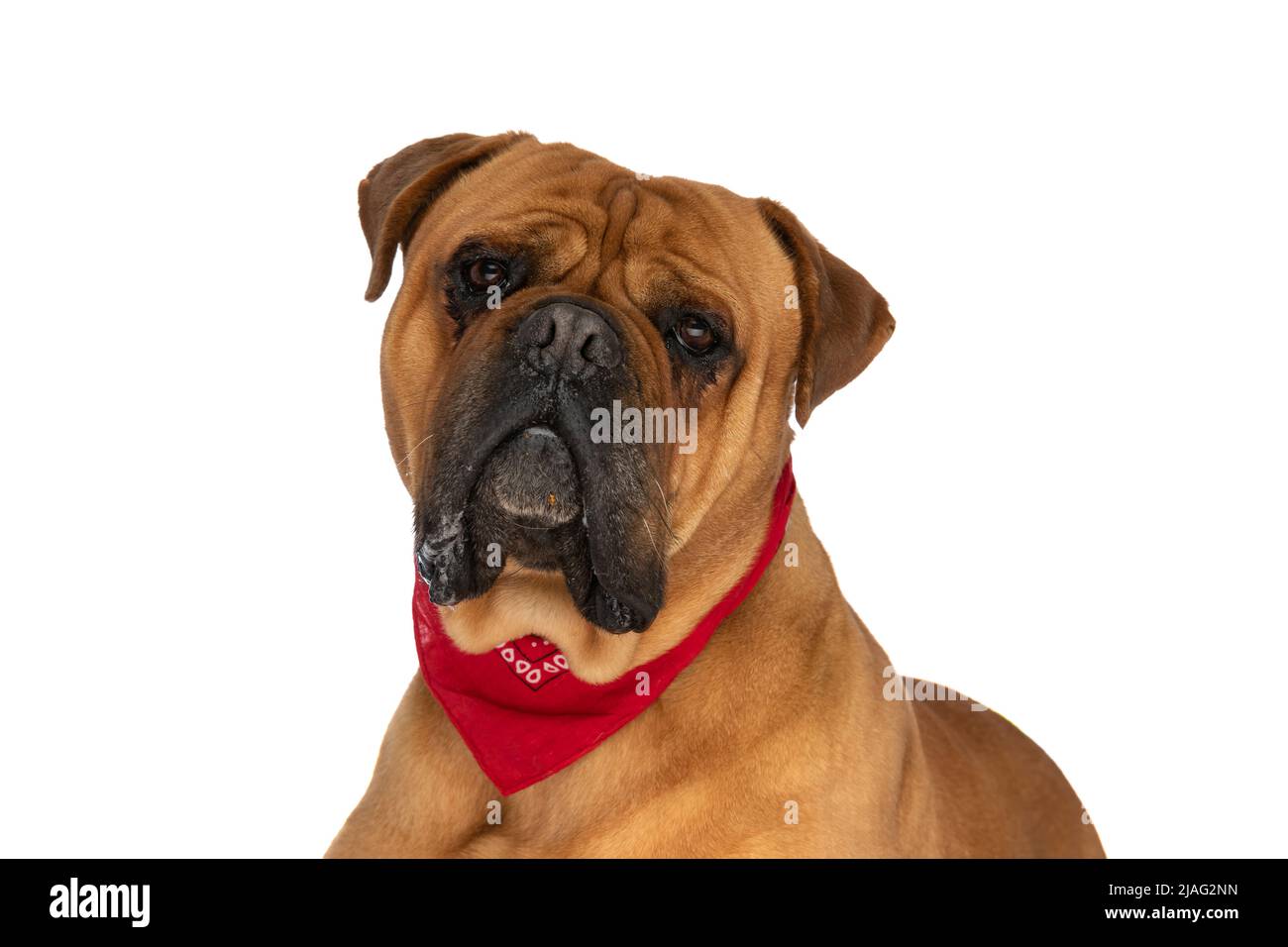 cute bullmastiff puppy with red bandana around neck drooling and laying ...