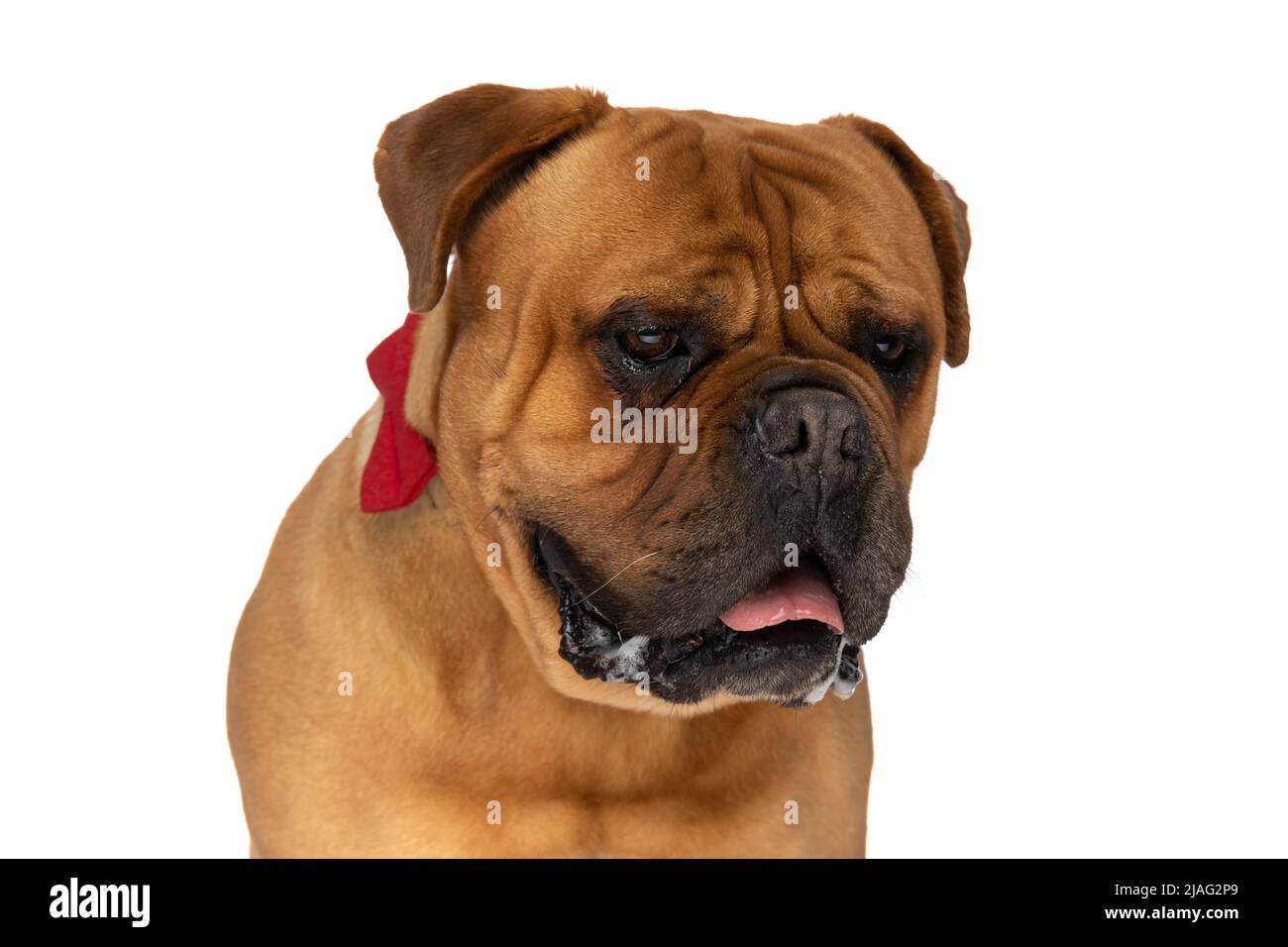 portrait of cute gentleman bullmastiff puppy with bowtie panting with ...