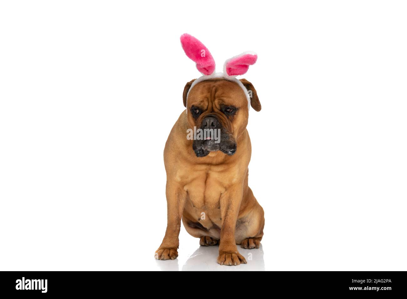 precious bullmastiff dog with rabbit headband looking away and drooling ...