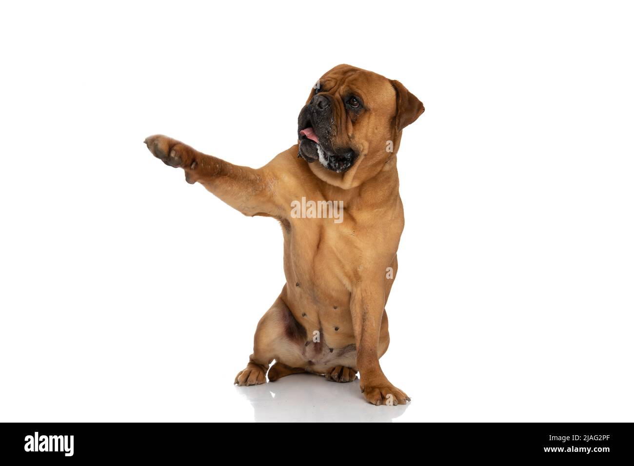 happy bullmastiff dog with tongue outside pointing paw to side and ...