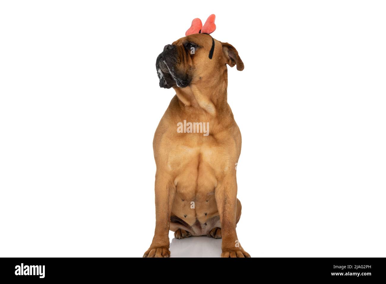 sweet bullmastiff puppy with bow headband looking to side and drooling ...