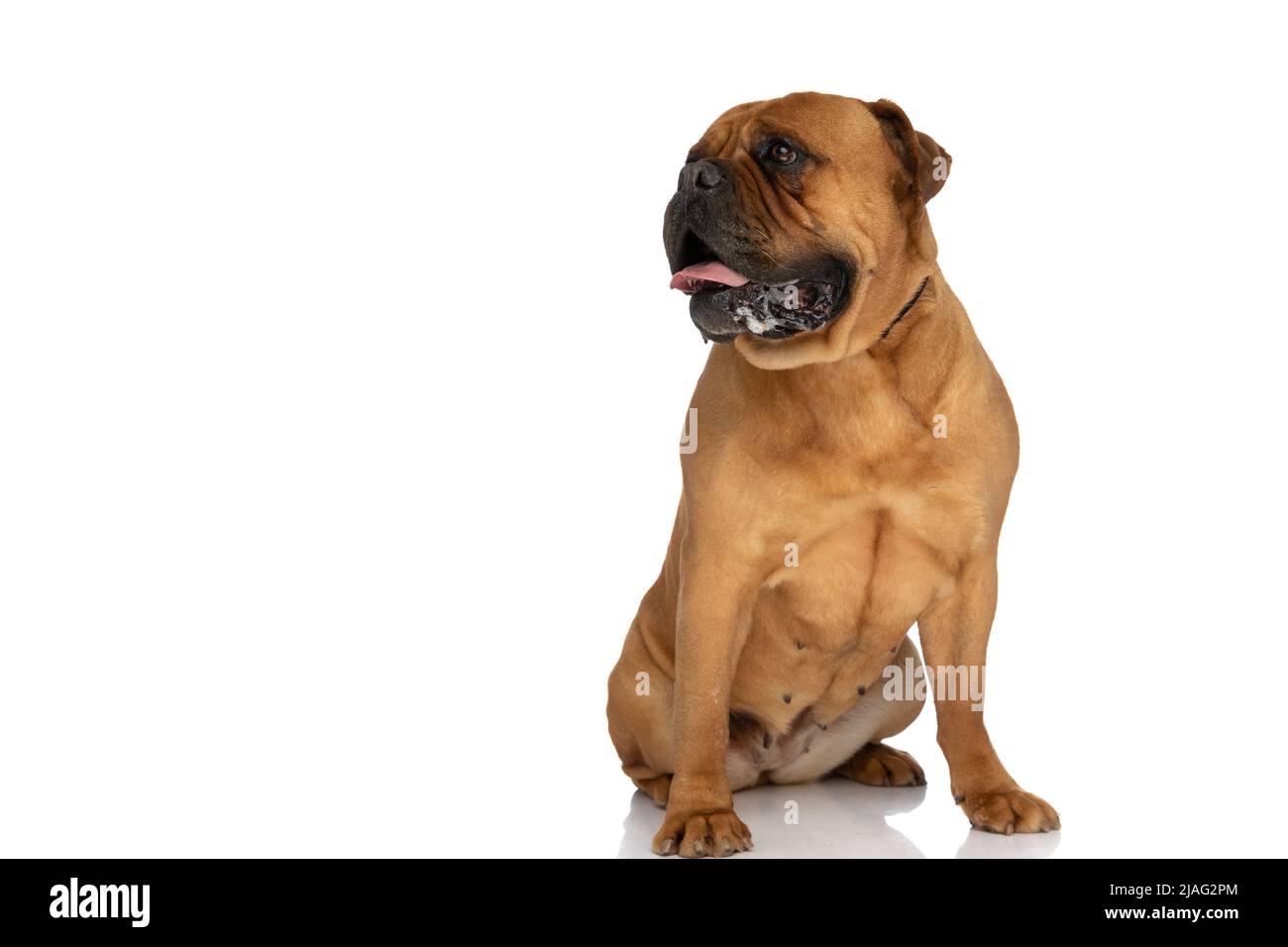 happy bullmastiff dog sticking out tongue, panting and drooling while ...