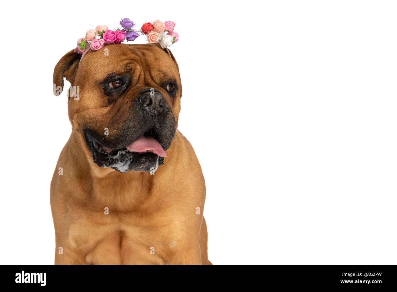sweet bullmastiff dog with colorful flowers headband panting and ...