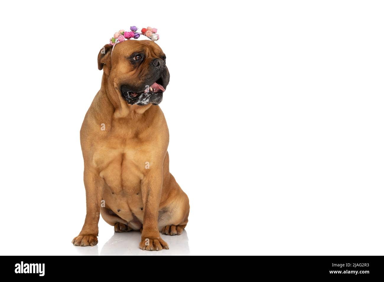 precious bullmastiff puppy with flowers and headband drooling and ...