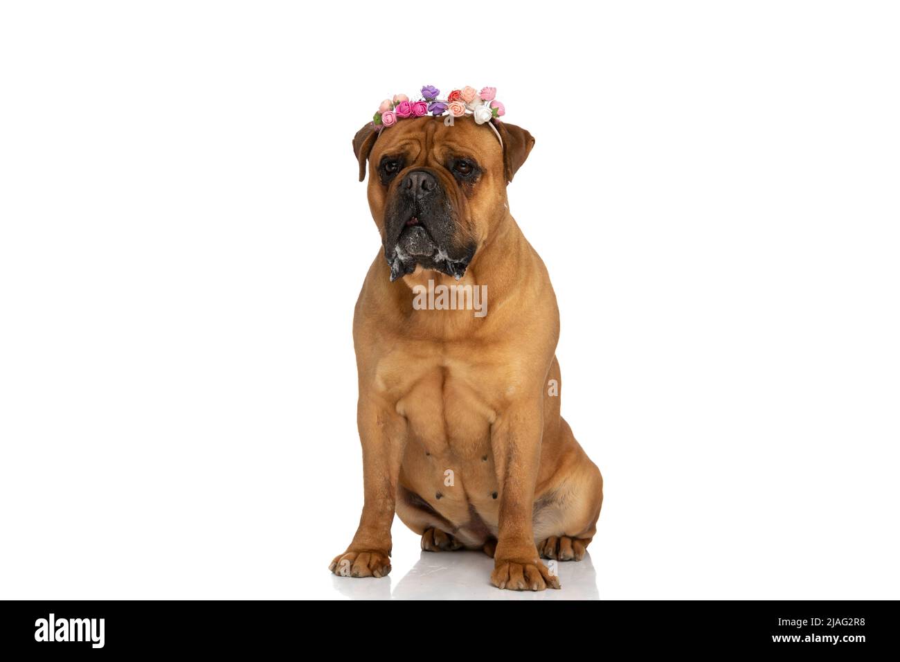 beautiful large bullmastiff dog with flowers headband drooling while ...