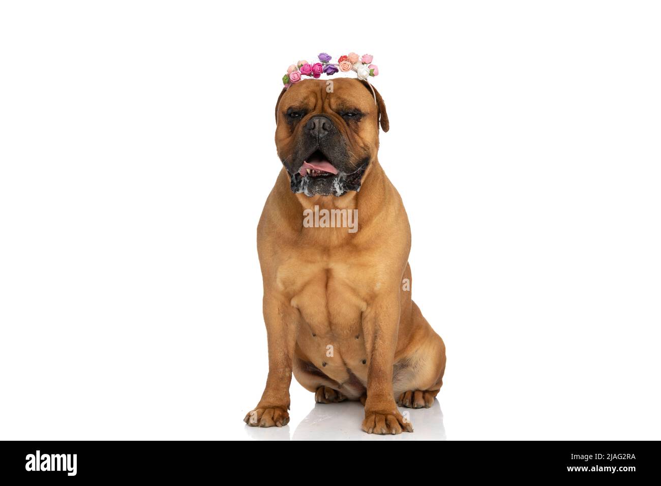 cute bullmastiff dog with colorful flowers headband panting and ...