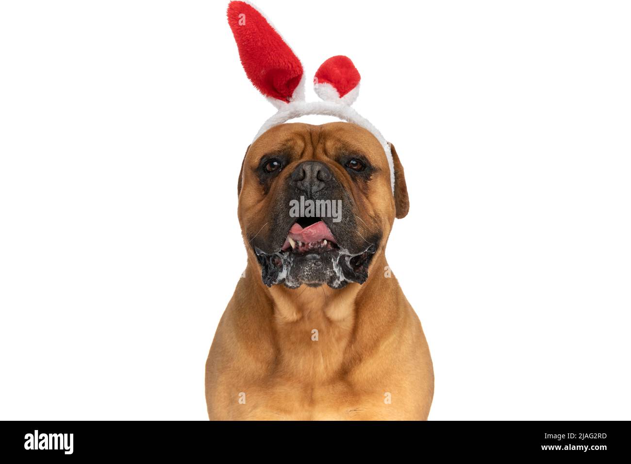 beautiful brown bullmastiff puppy with red bunny ears headband drooling ...