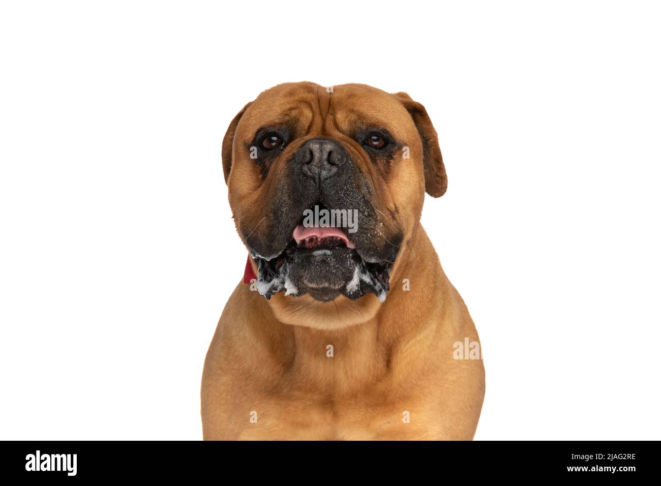 portrait of lovely elegant bullmastiff puppy with bowtie panting and ...