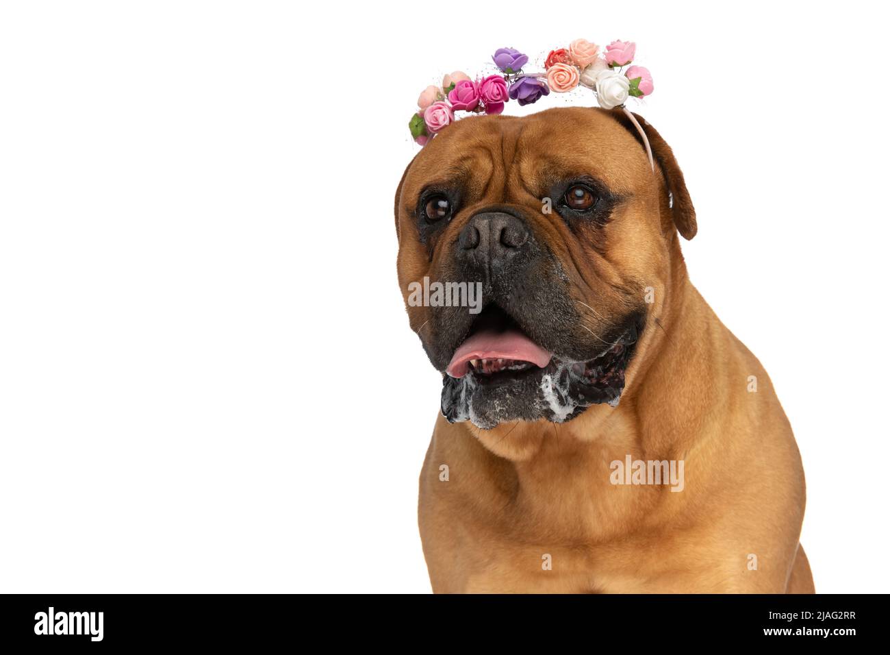 Tongue out drooling hi-res stock photography and images - Alamy