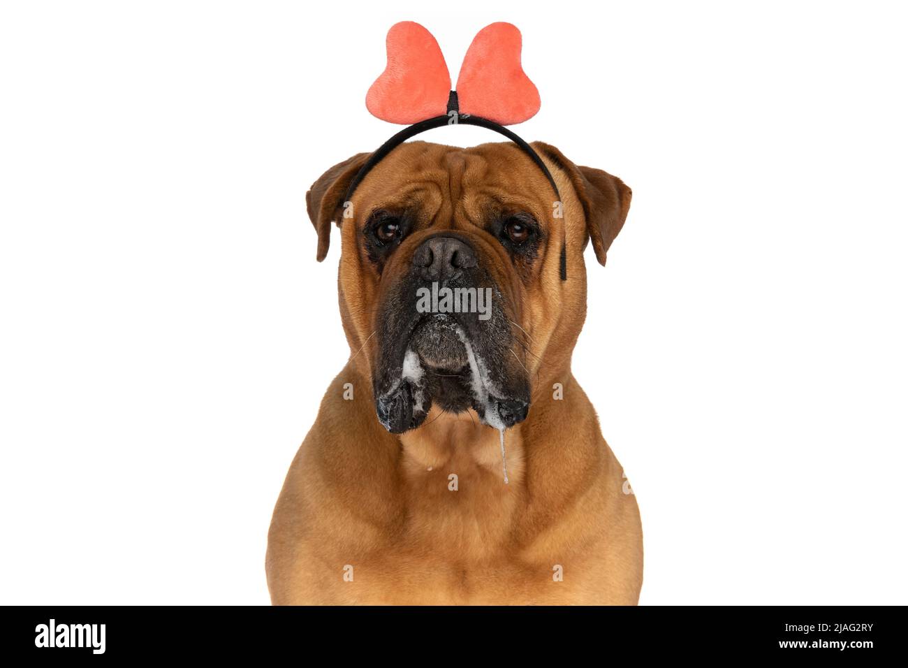 portrait of cute bullmastiff pup with pink bow headband drooling while ...