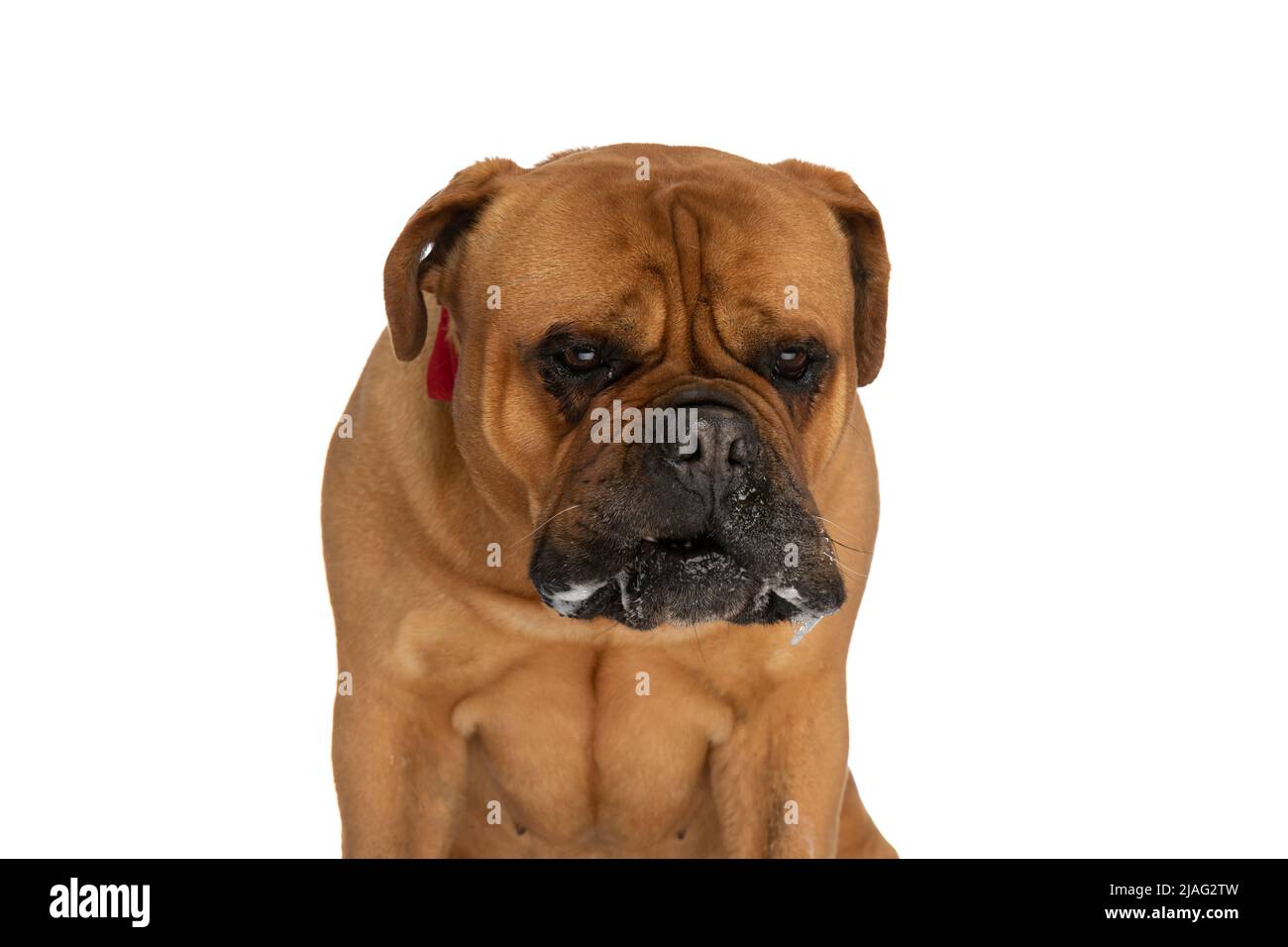 elegant bullmastiff puppy wearing red bowtie around neck, drooling and ...