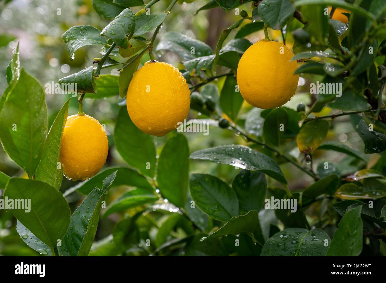 lemon tree after rain Stock Photo - Alamy