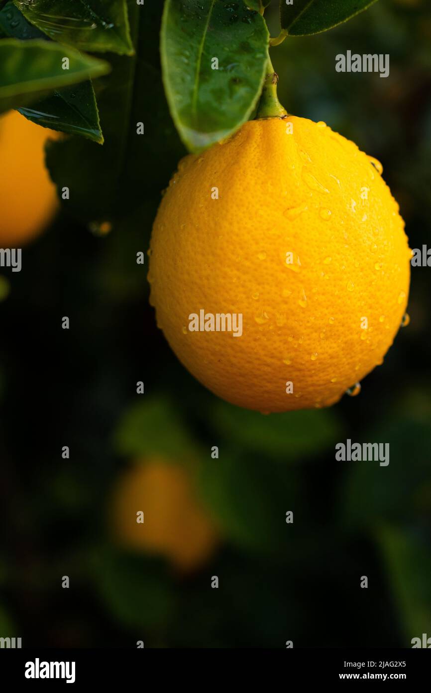 lemon tree after rain Stock Photo - Alamy