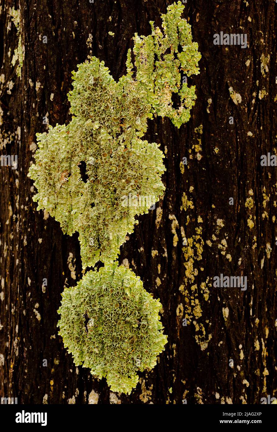 green lichen on black bark Stock Photo - Alamy
