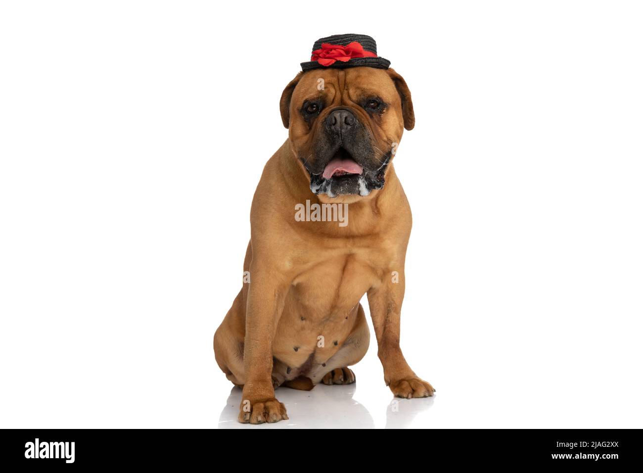 cute bullmastiff puppy with tongue outside wearing hat and drooling ...