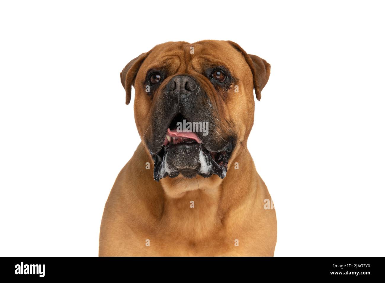 portrait of adorable bullmastiff puppy looking up, panting and drooling ...