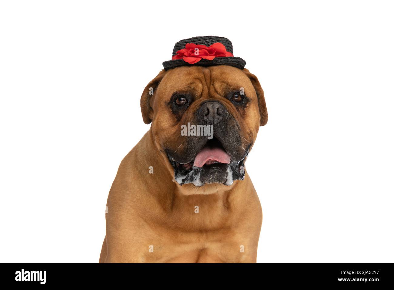 beautiful brown bullmastif dog with hat sticking out tongue, panting ...