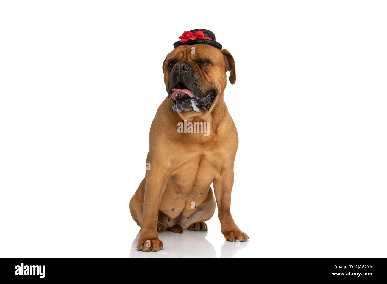 adorable bullmastiff dog with black hat sticking out tongue and ...