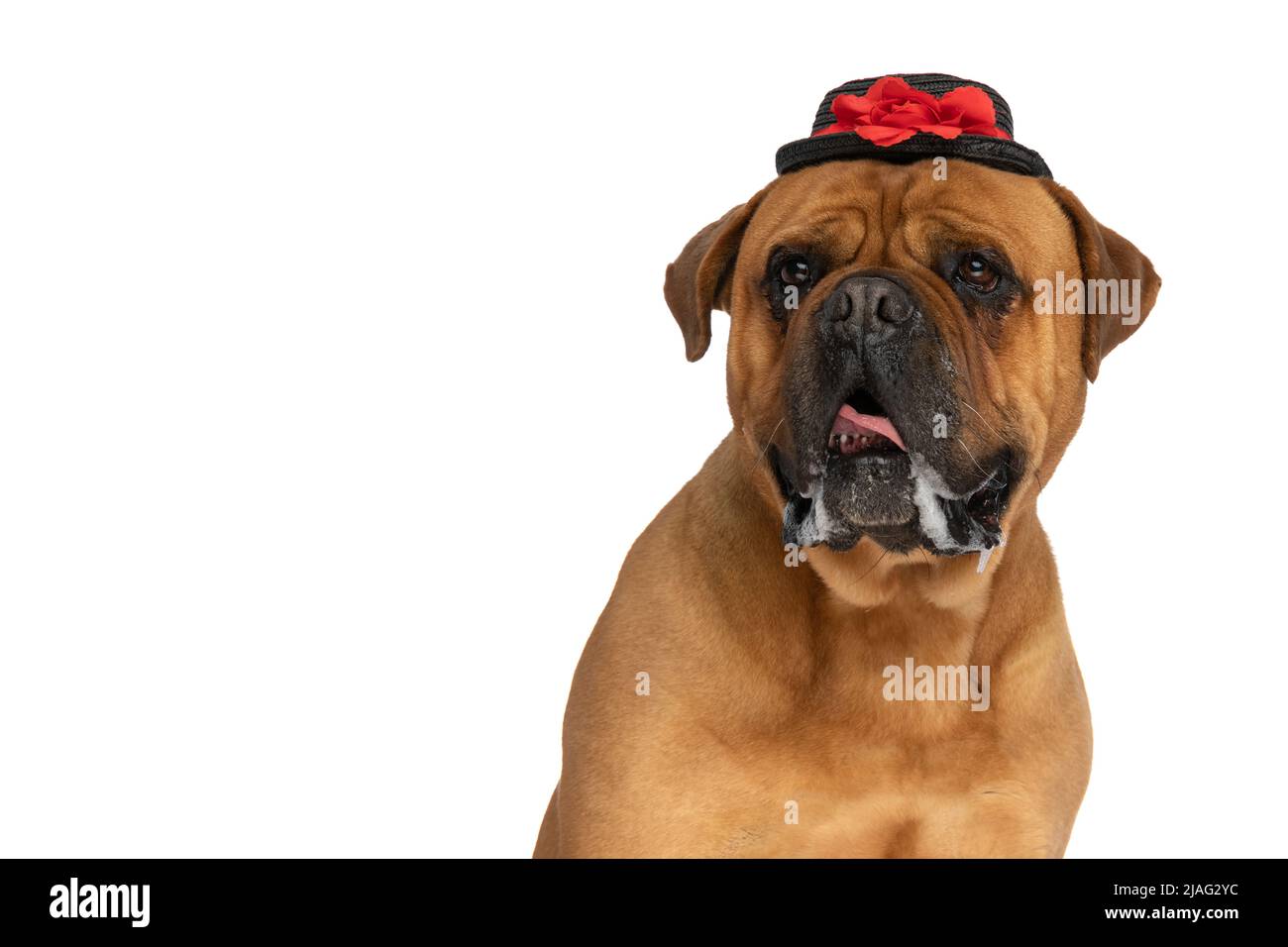 portrait of lovely bullmastiff dog with hat looking away, panting and ...