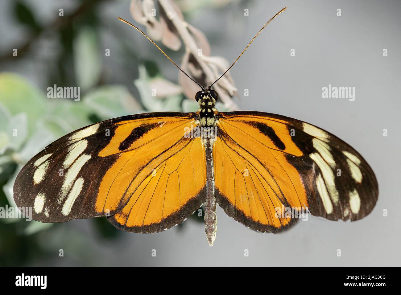 Longwing hi-res stock photography and images - Alamy