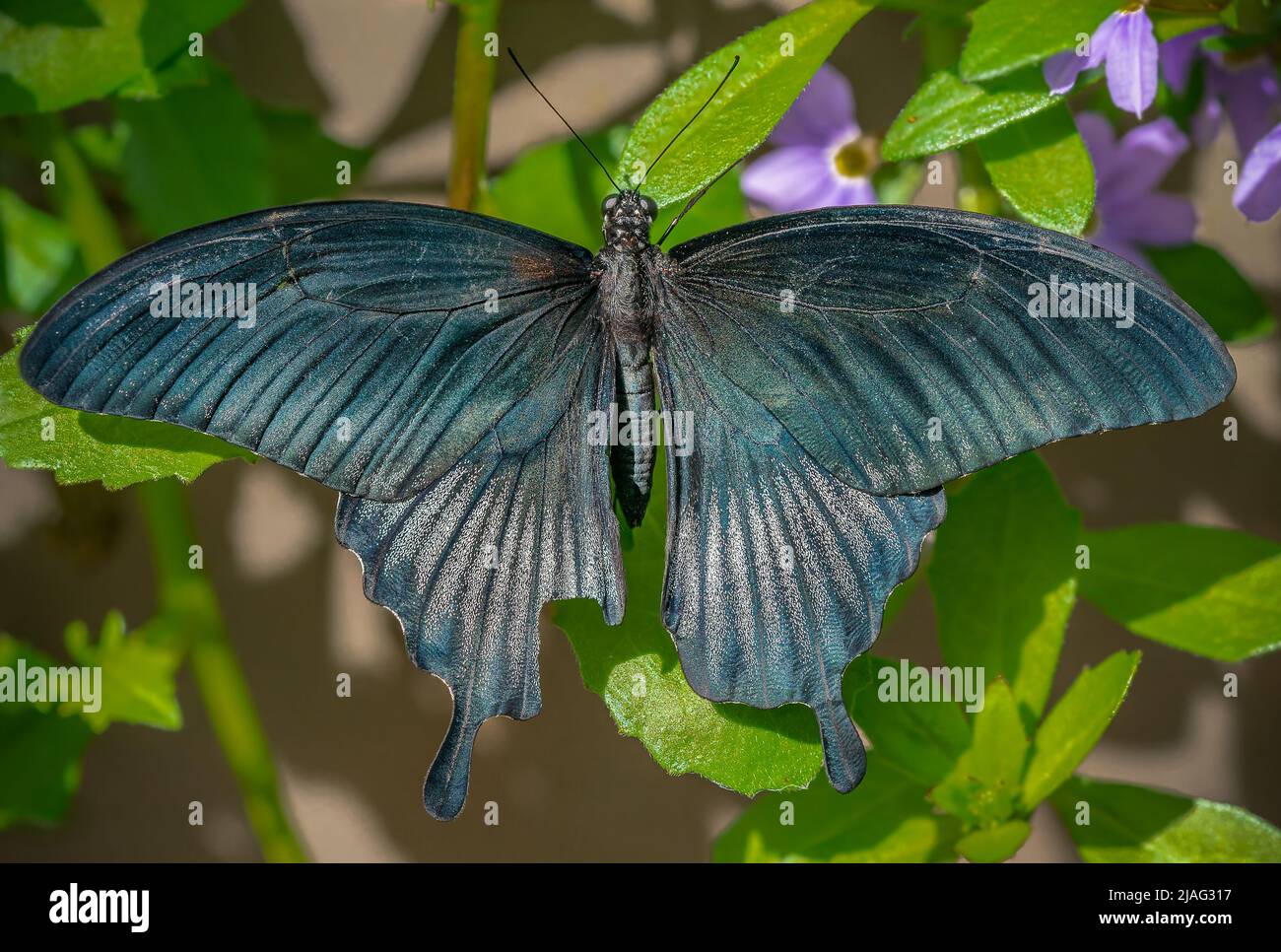 Great Mormon Butterfly Stock Photo - Alamy