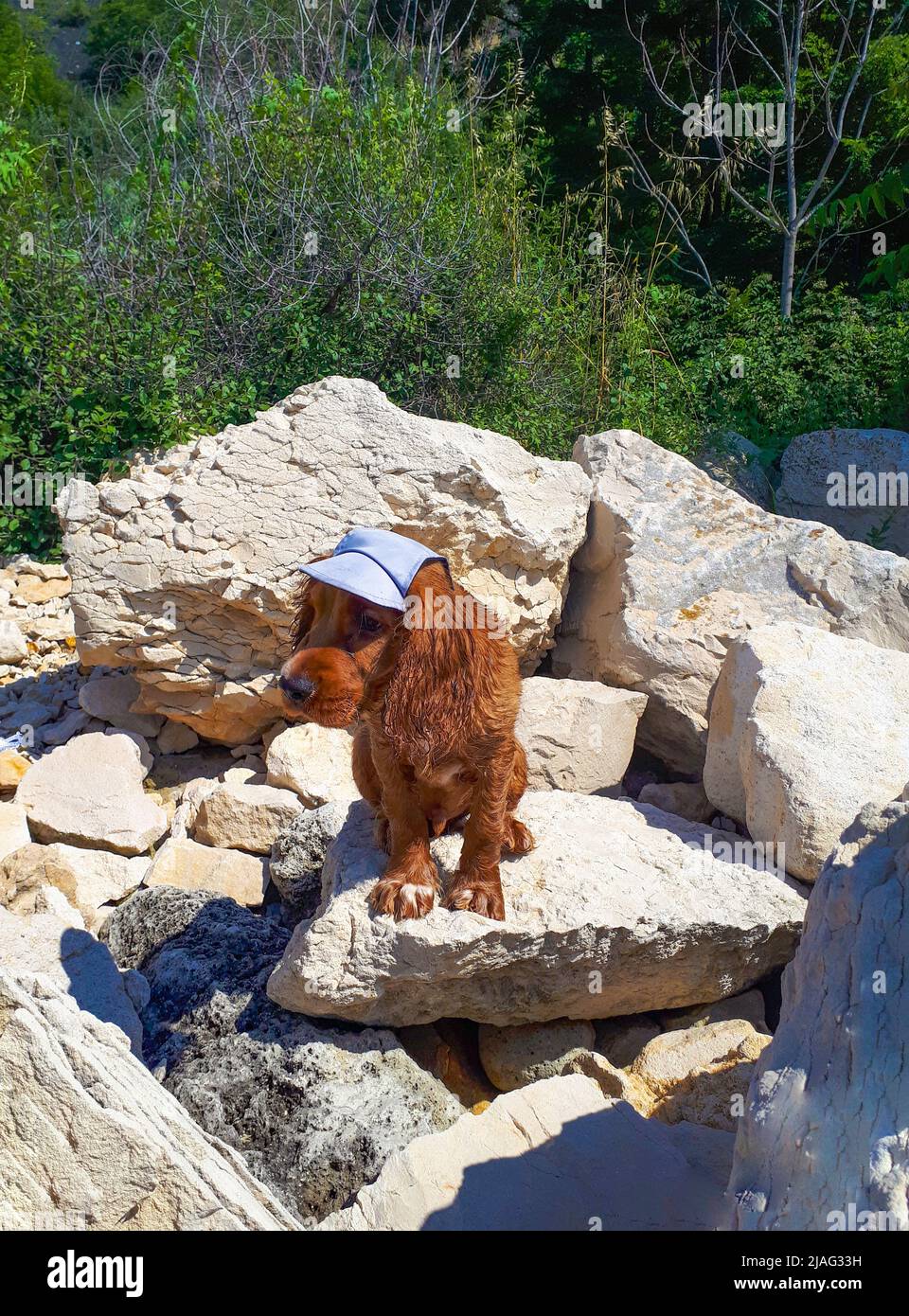 Cute three month old male puppy cocker spaniel dog Johnny lying on a ...