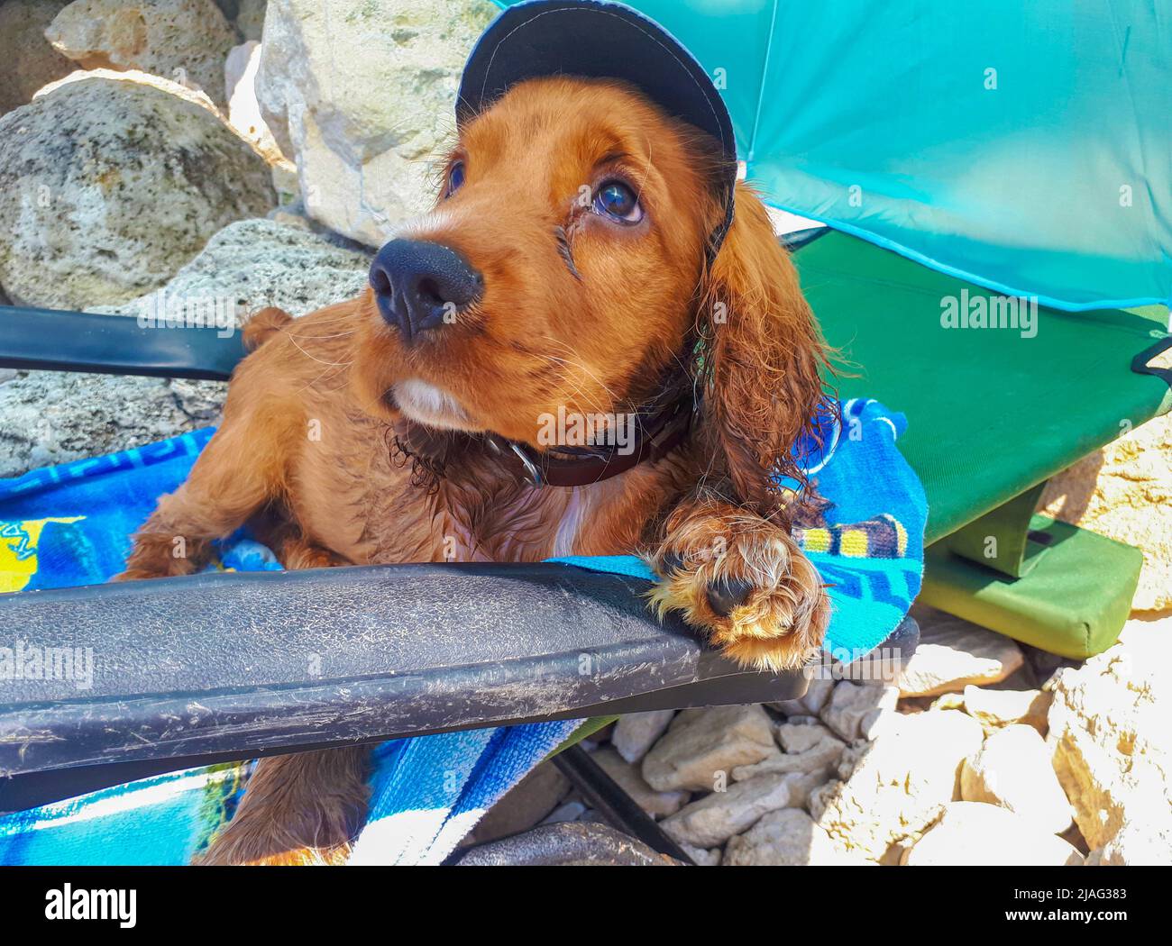 Cute three month old male puppy cocker spaniel dog Johnny lying on a ...