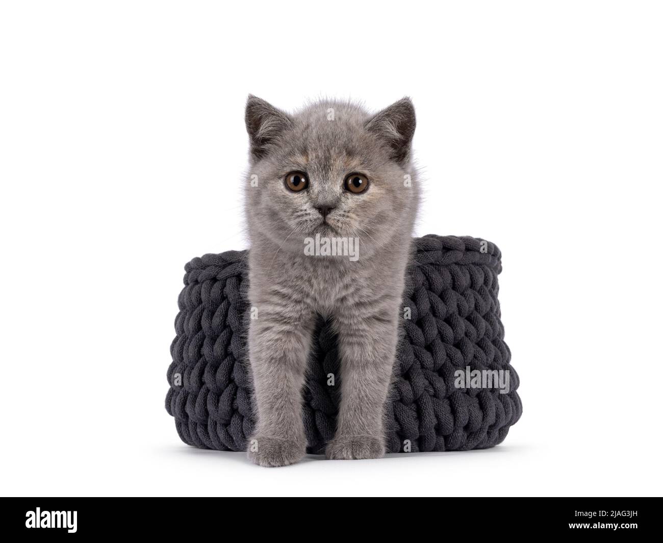 Cute blue tortie British Shorthair kitten, stepping out of knitted ...