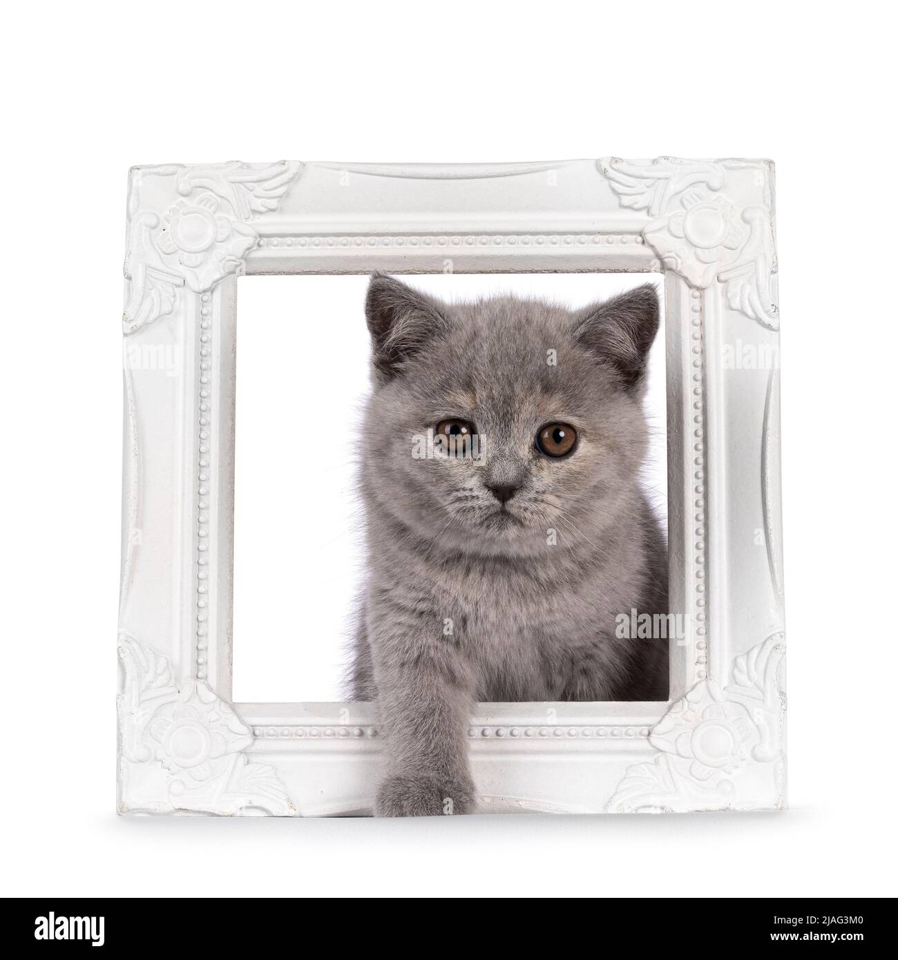 Cute blue tortie British Shorthair kitten, stepping through white empty ...