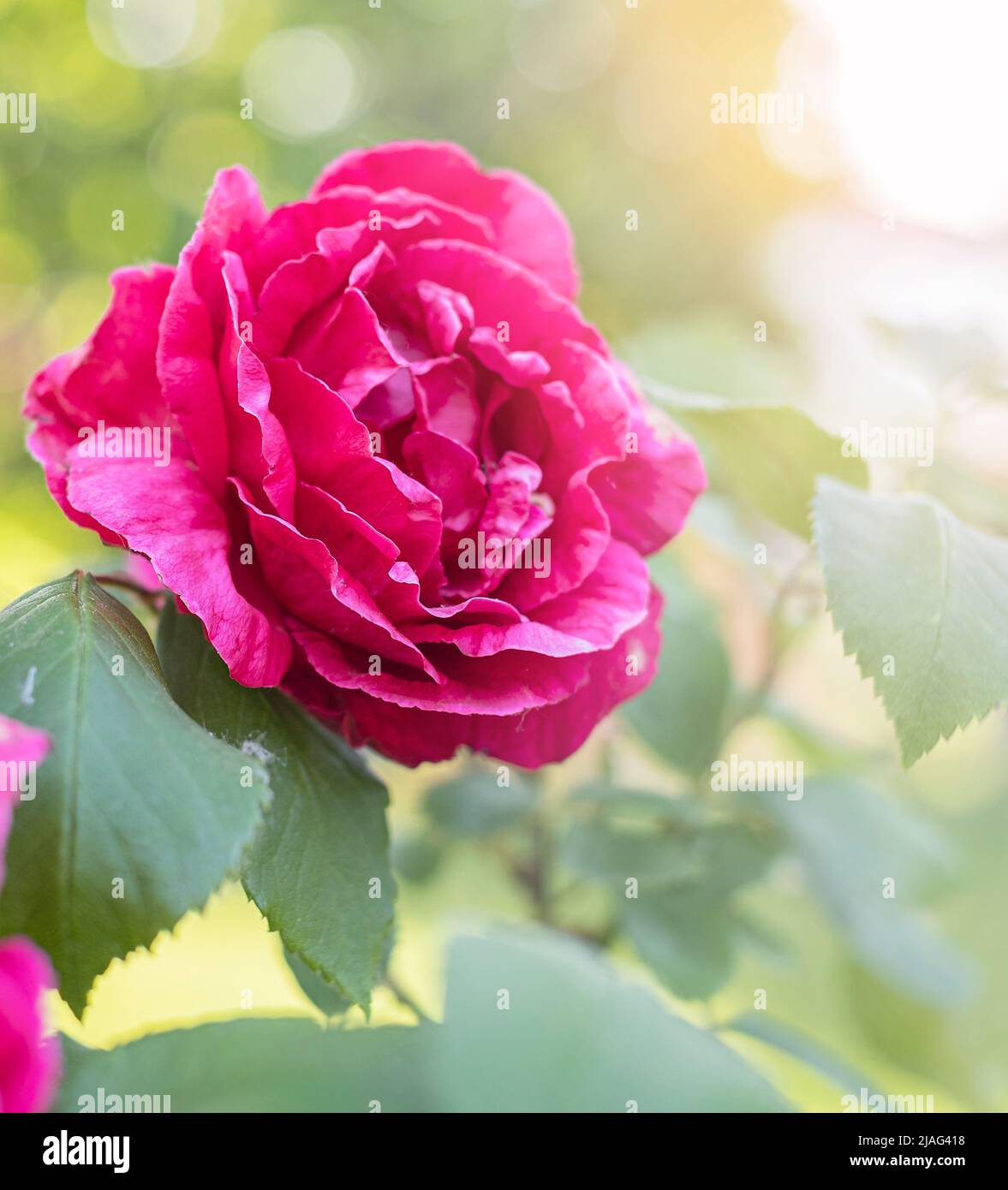 Rose garden sun vertical nobody hi-res stock photography and images - Alamy