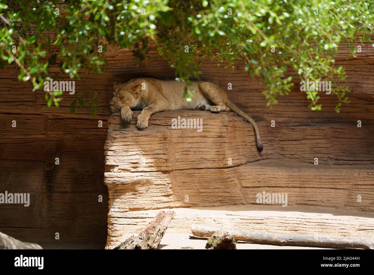 Awesome nature and animals hi-res stock photography and images - Alamy