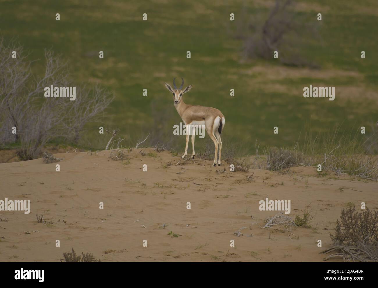 The rhim gazelle or rhim (Gazella leptoceros), also known as the ...