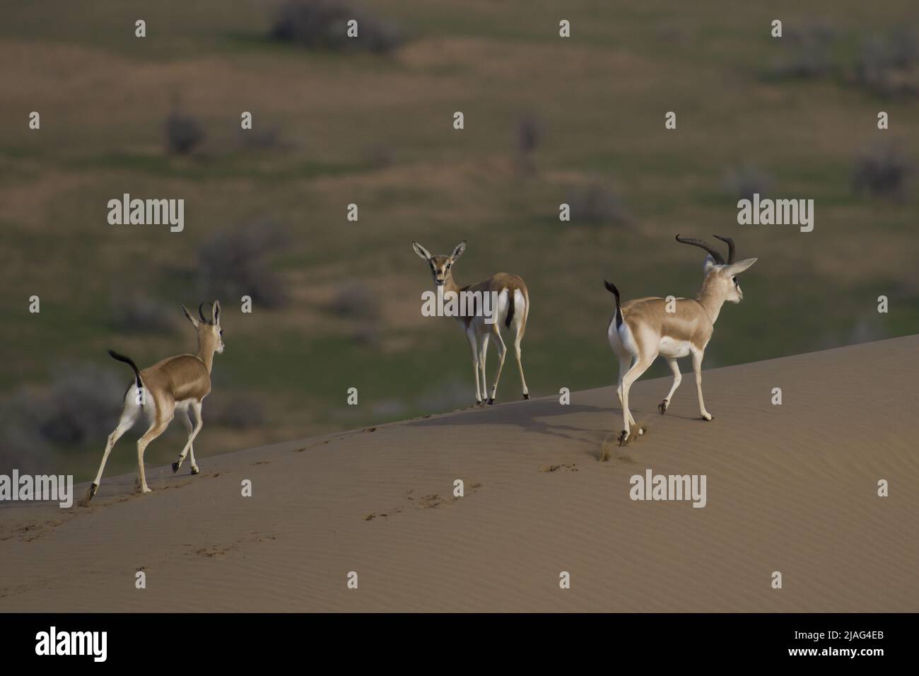 The rhim gazelle or rhim (Gazella leptoceros), also known as the ...