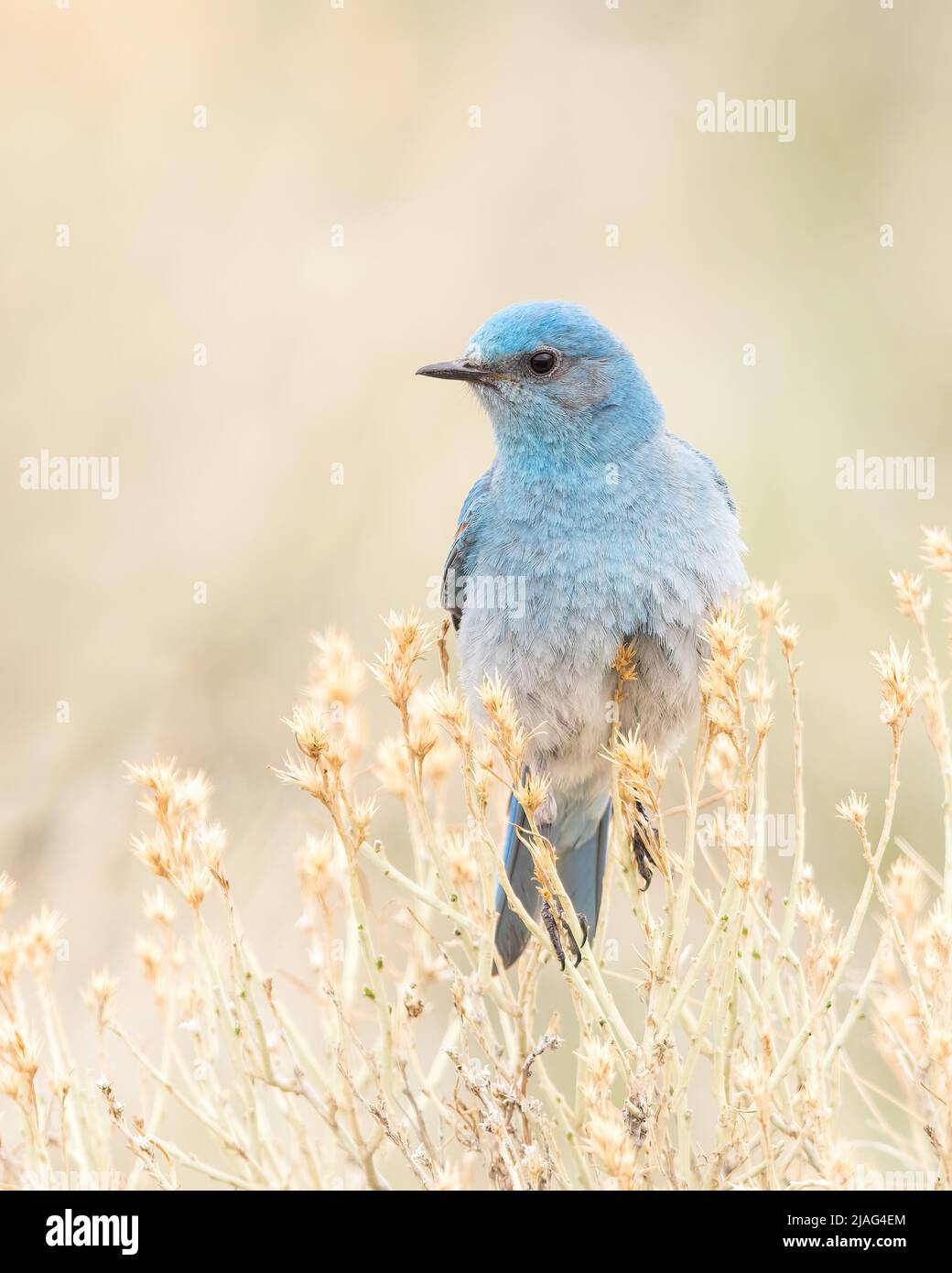 Mountain bluebird spring hi-res stock photography and images - Alamy