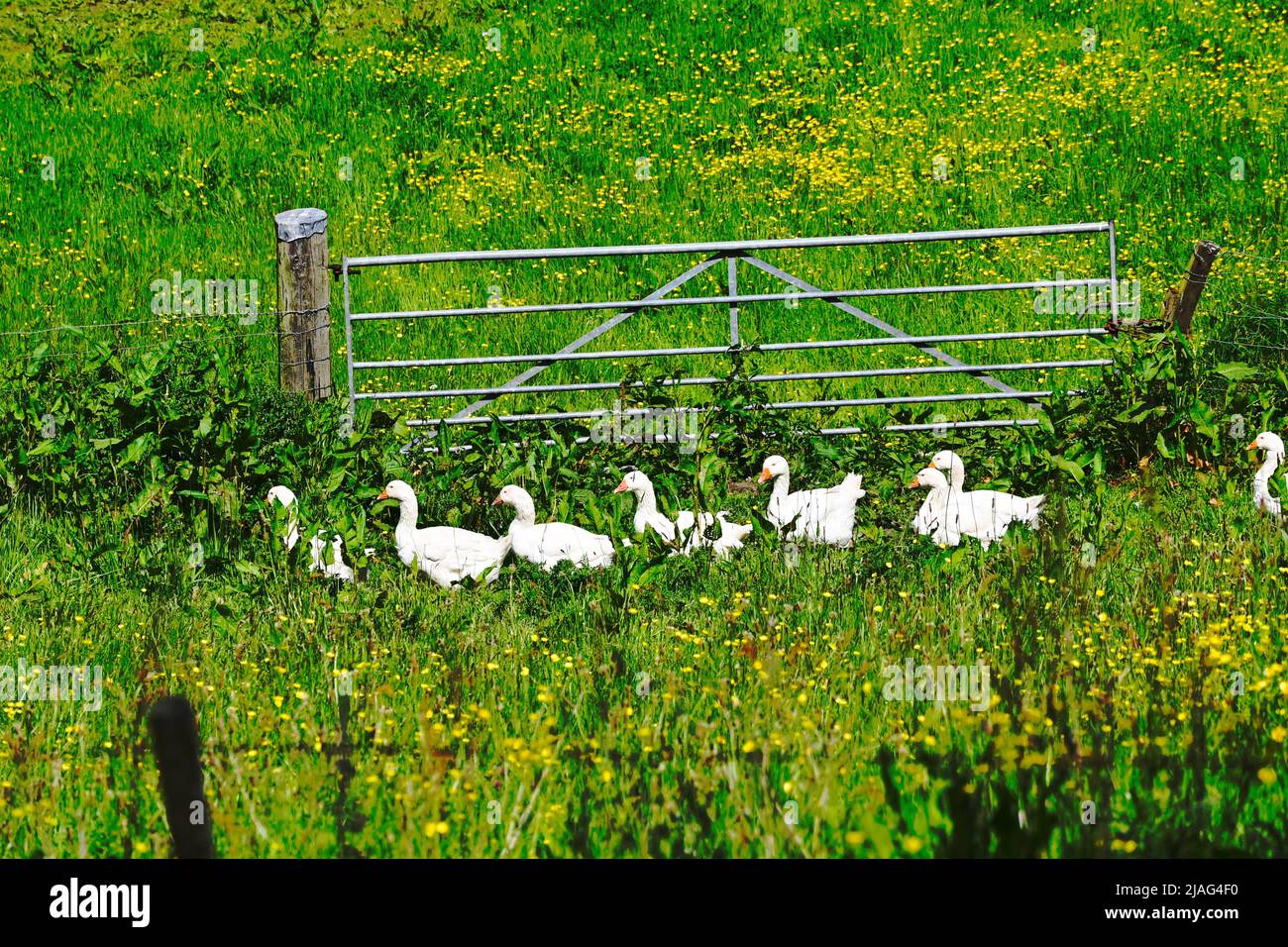 A line of ducks marching through a field in New mills, Derbyshire Stock ...