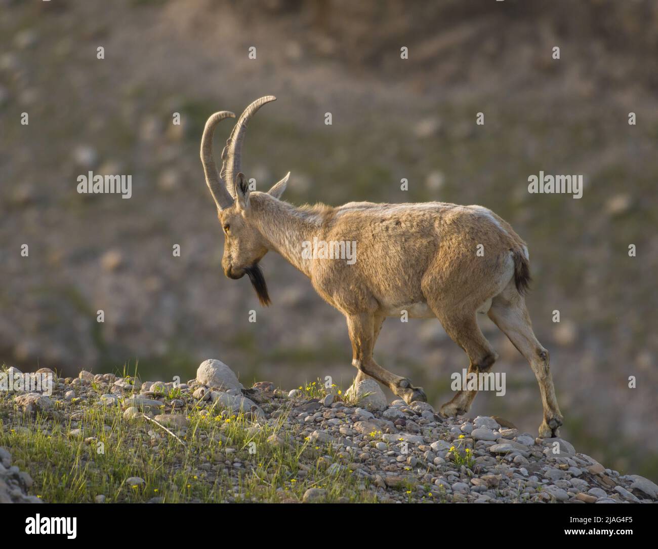 The wild goat or Wild Asian ibex (Capra aegagrus) is a wild goat ...