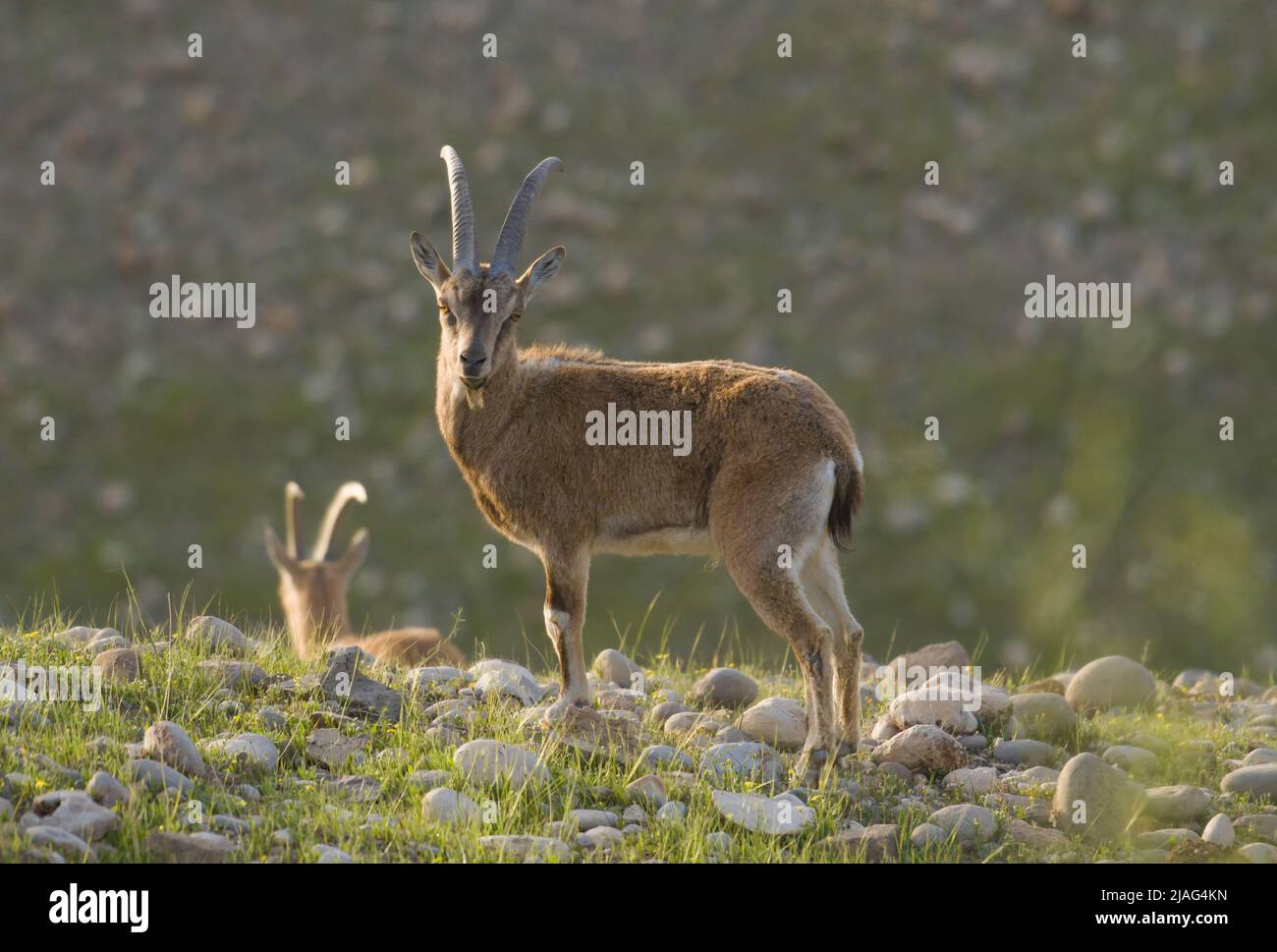 Goat species hi-res stock photography and images - Alamy