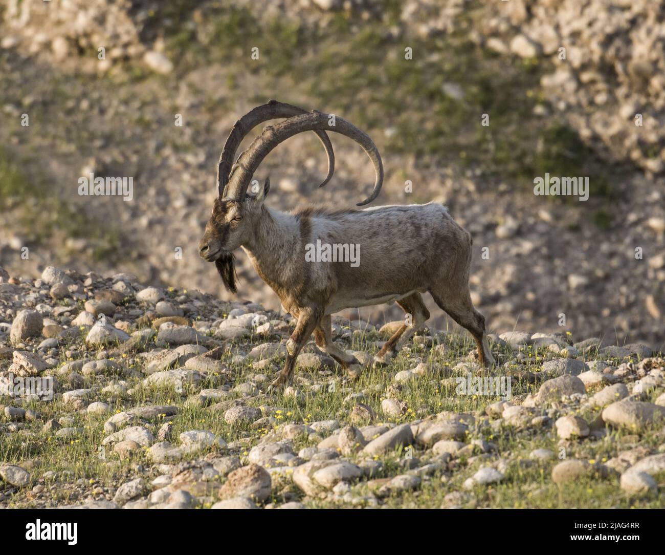 The wild goat or Wild Asian ibex (Capra aegagrus) is a wild goat ...