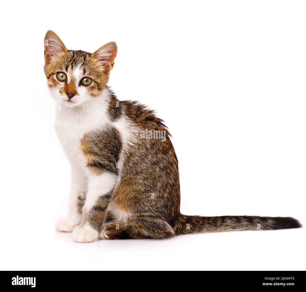 Cute domestic shorthair kitten is sitting sideways and looking at the ...