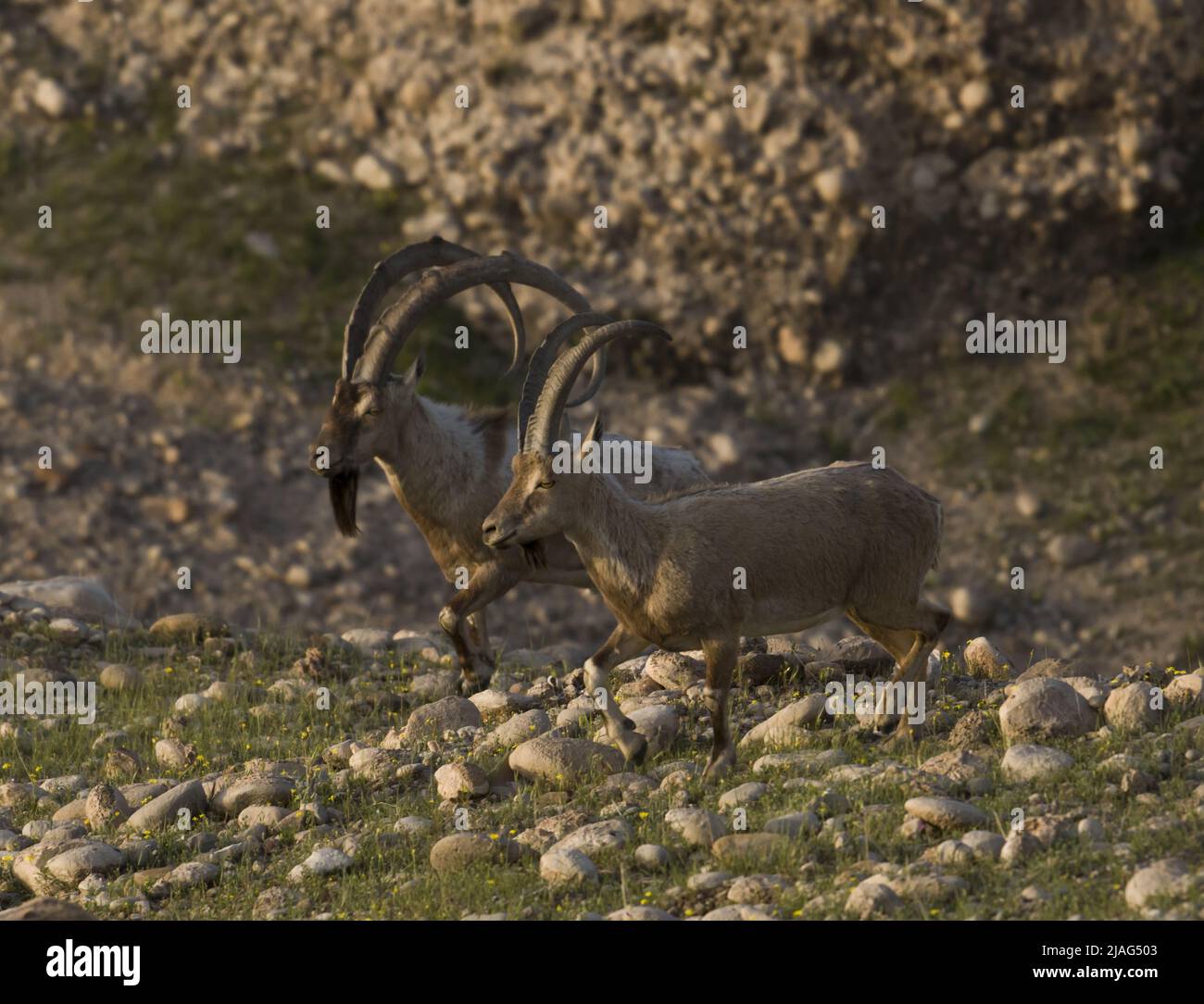 The wild goat or Wild Asian ibex (Capra aegagrus) is a wild goat ...