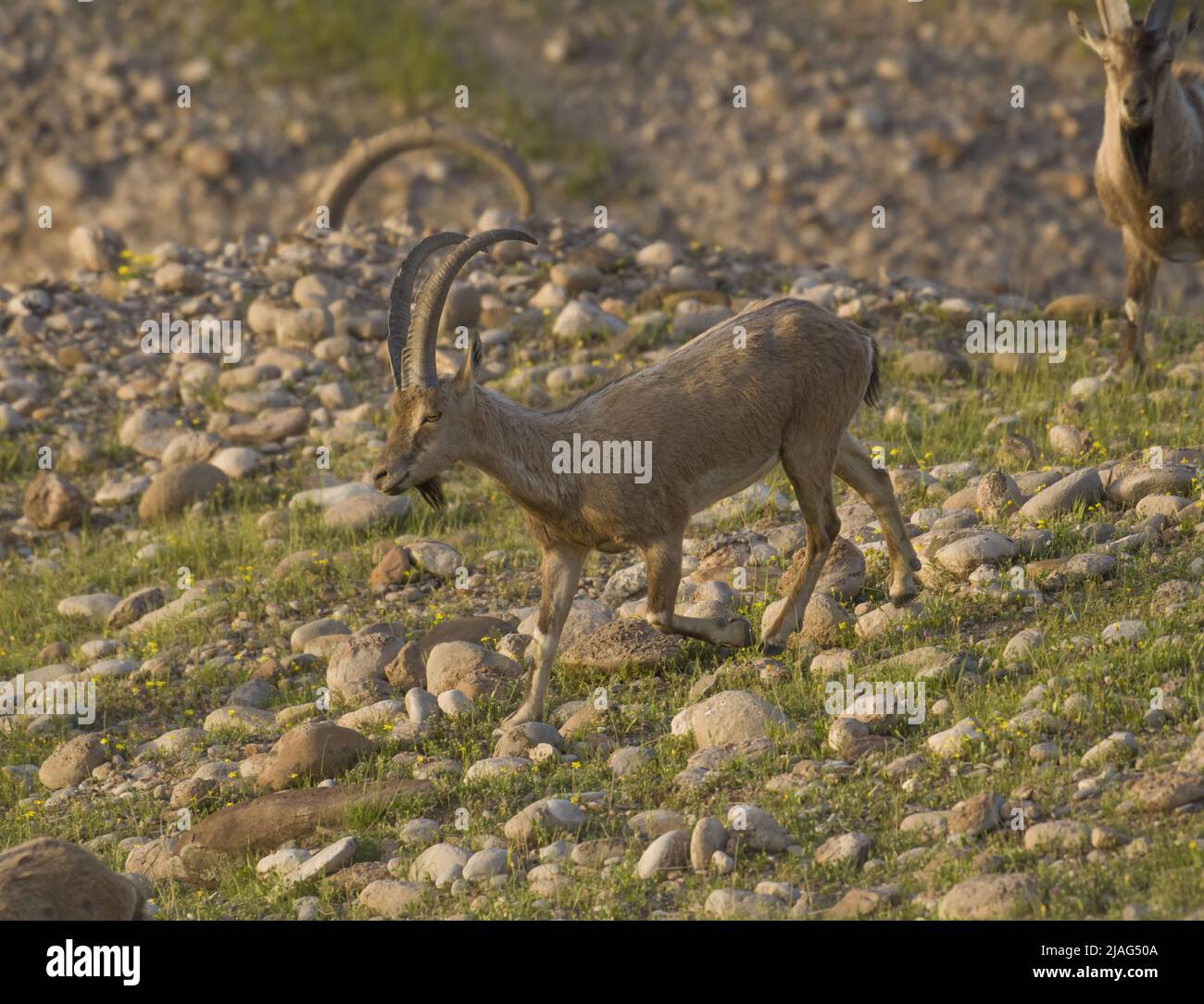 Goat species hi-res stock photography and images - Alamy
