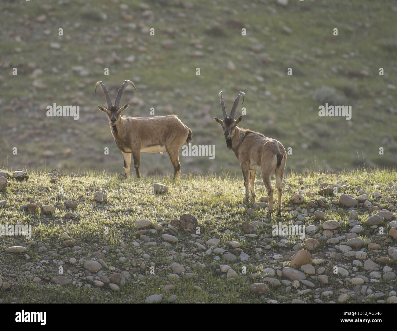 The wild goat or Wild Asian ibex (Capra aegagrus) is a wild goat ...
