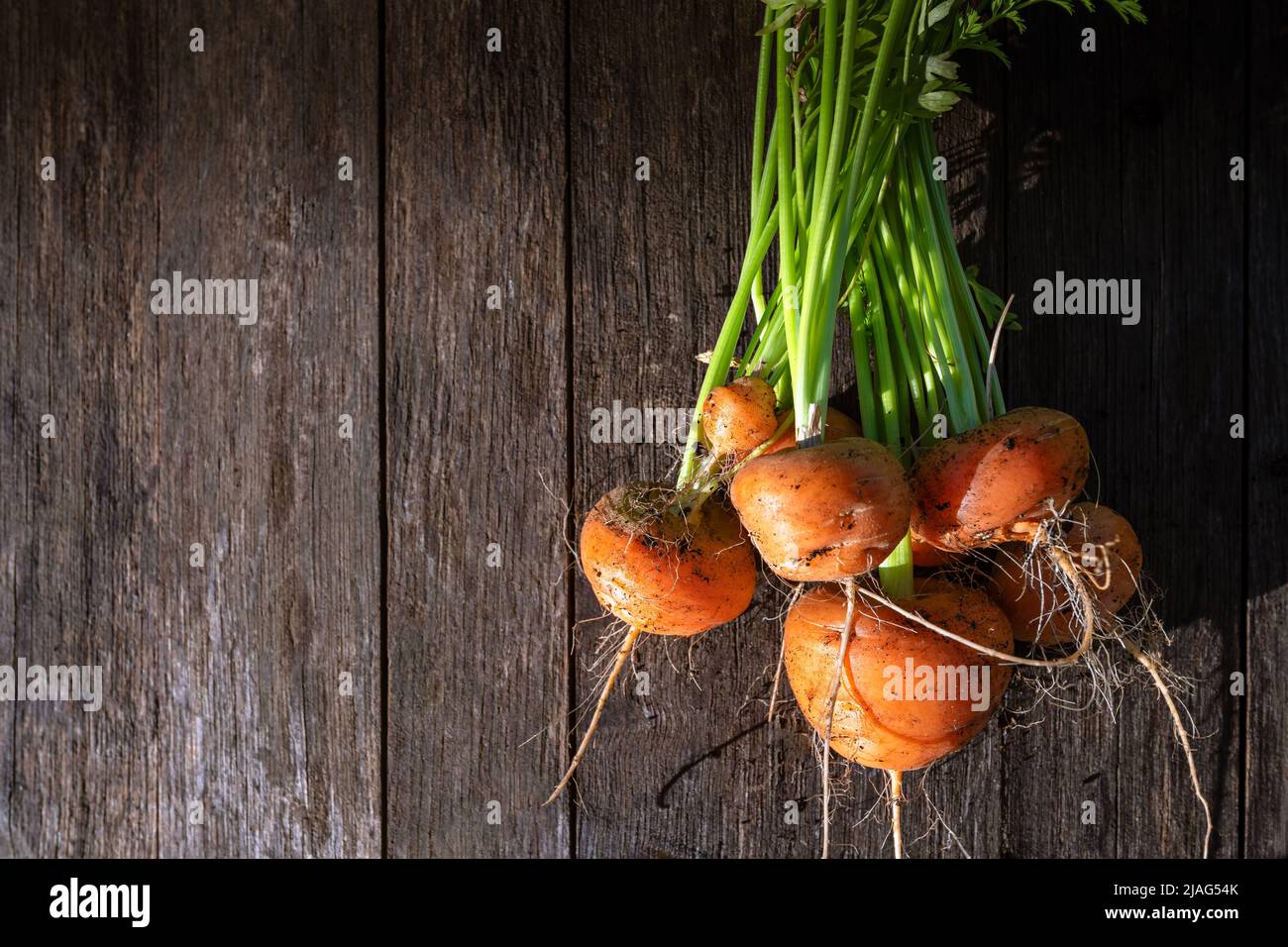 Fresh home garden bed grown organic carrots on barn wood table Stock ...
