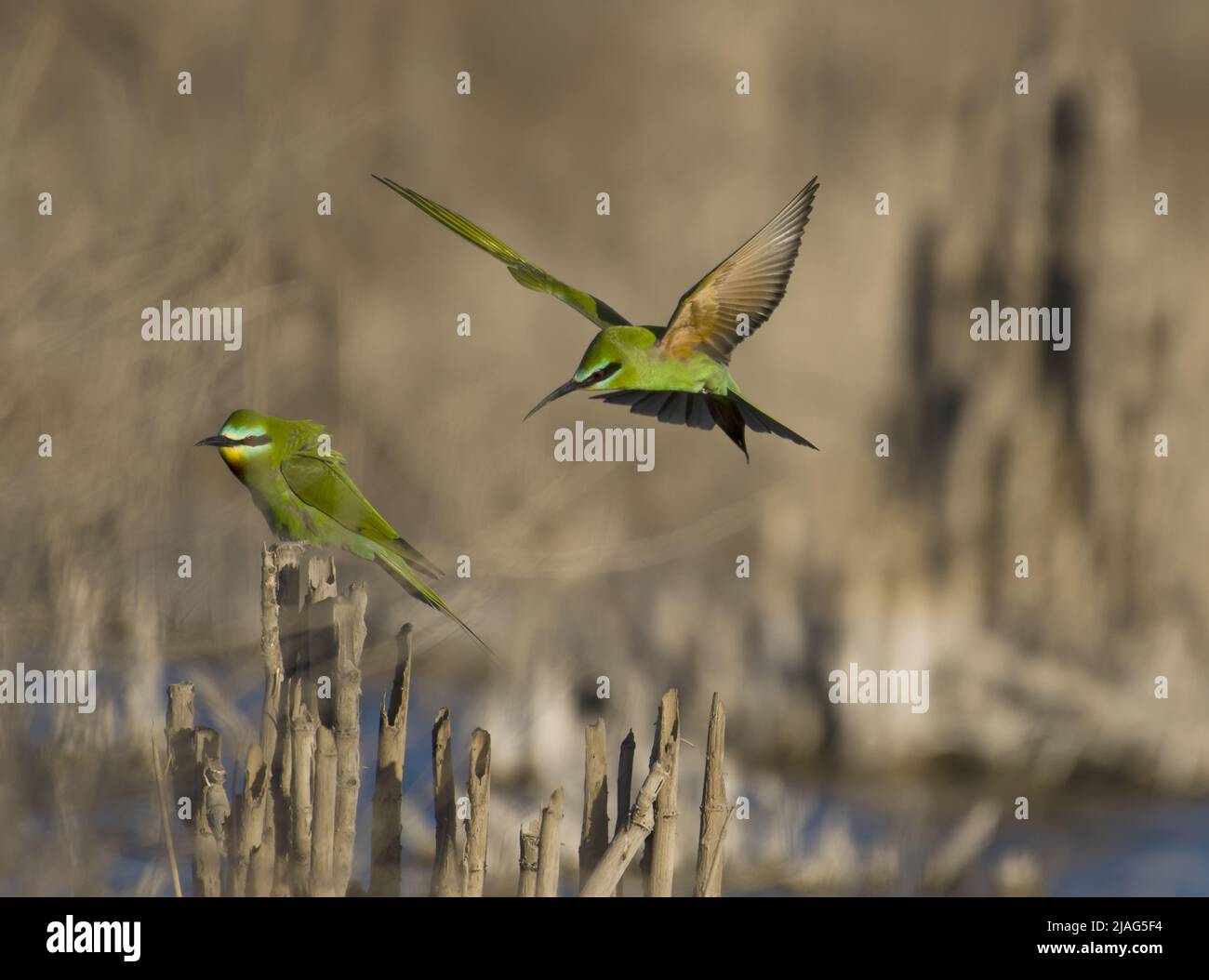 The blue-cheeked bee-eater (Merops persicus) is a near passerine bird ...