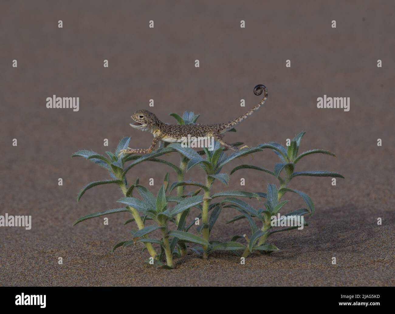 Arabian toad headed agama hi-res stock photography and images - Alamy