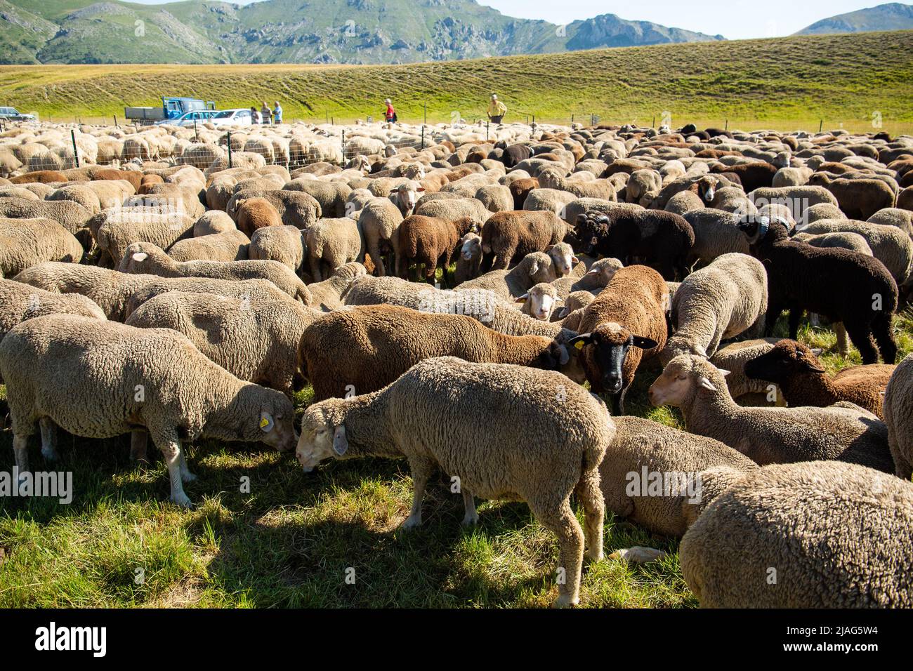Flock of sheep. Many sheep Stock Photo - Alamy