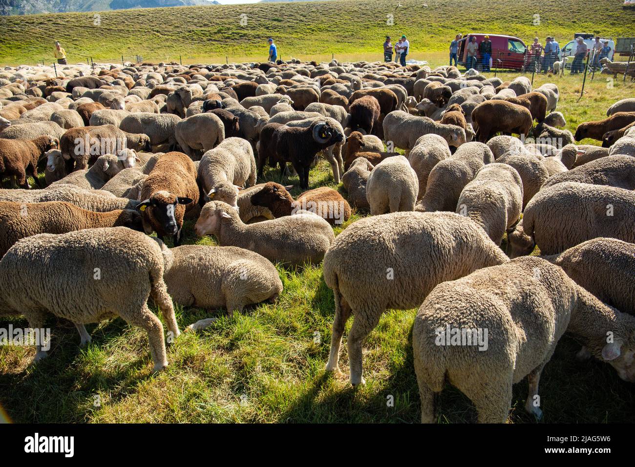 Flock of sheep. Many sheep Stock Photo - Alamy