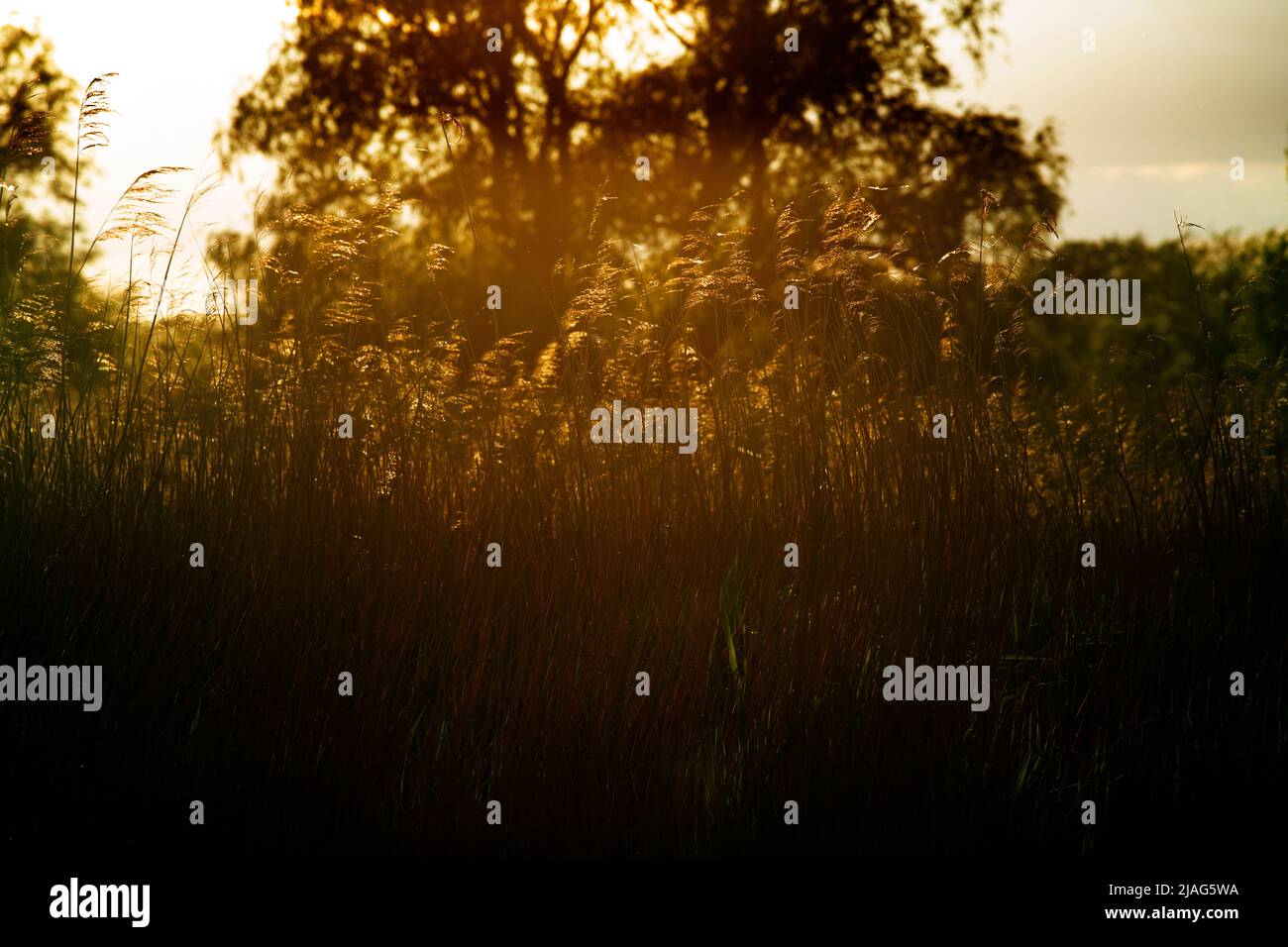 Norfolk Broads Norfolk England May 2022 Reed bank at Dawn at How Hill ...