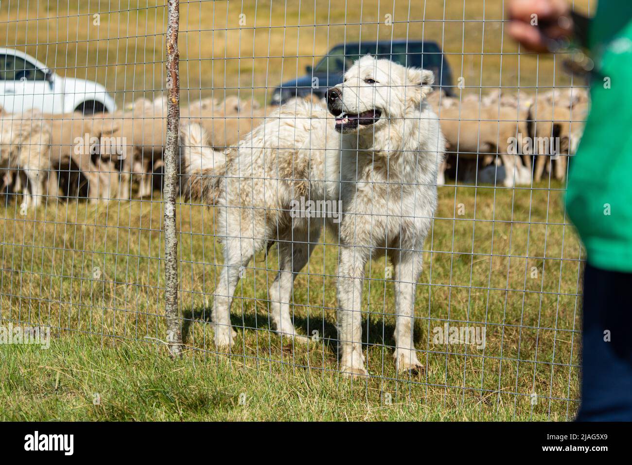 White Abruzzo Maremma Sheepdog behind a fence to guard a flok of sheep ...