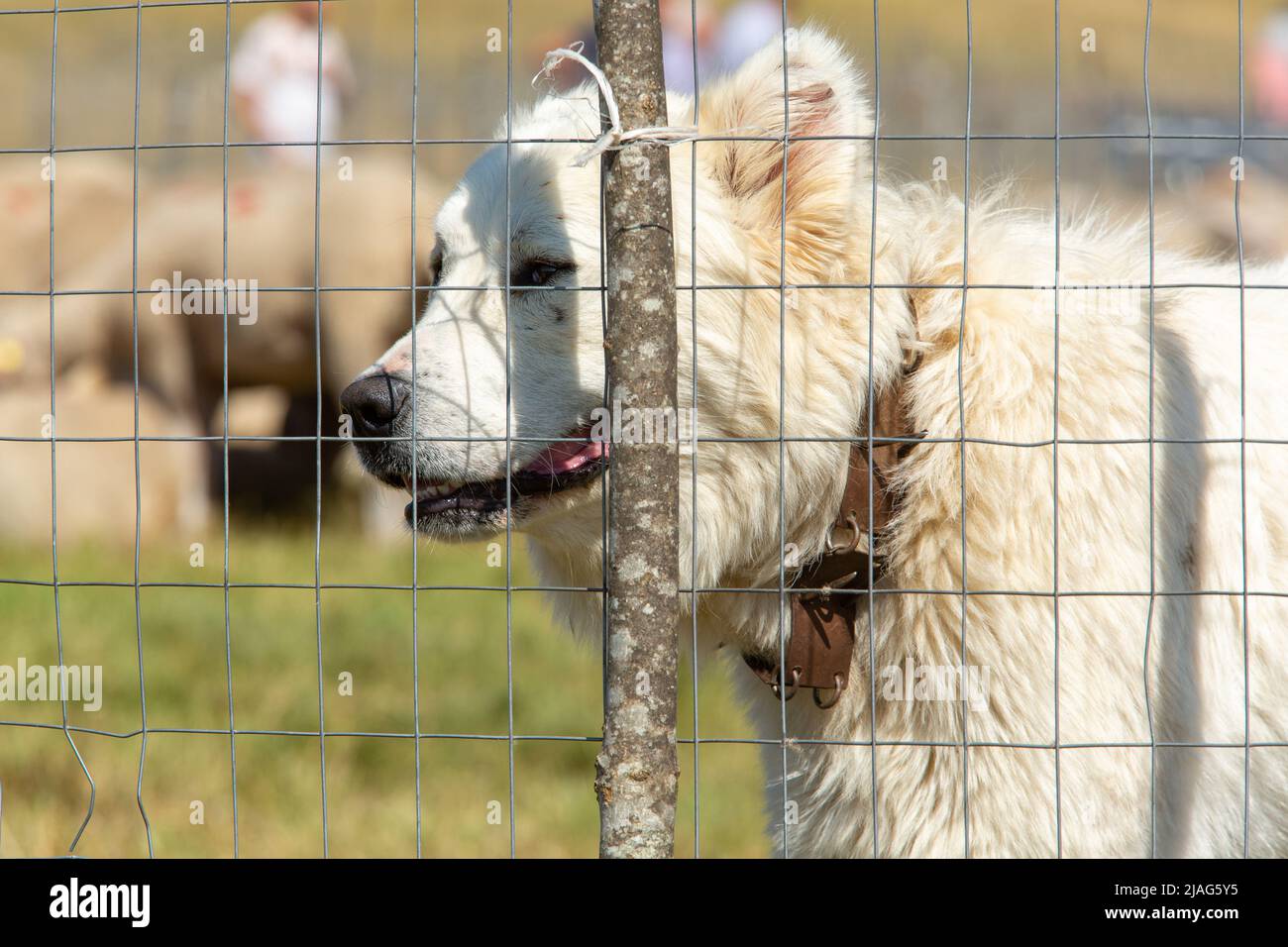 Anti wolf collar hi-res stock photography and images - Alamy